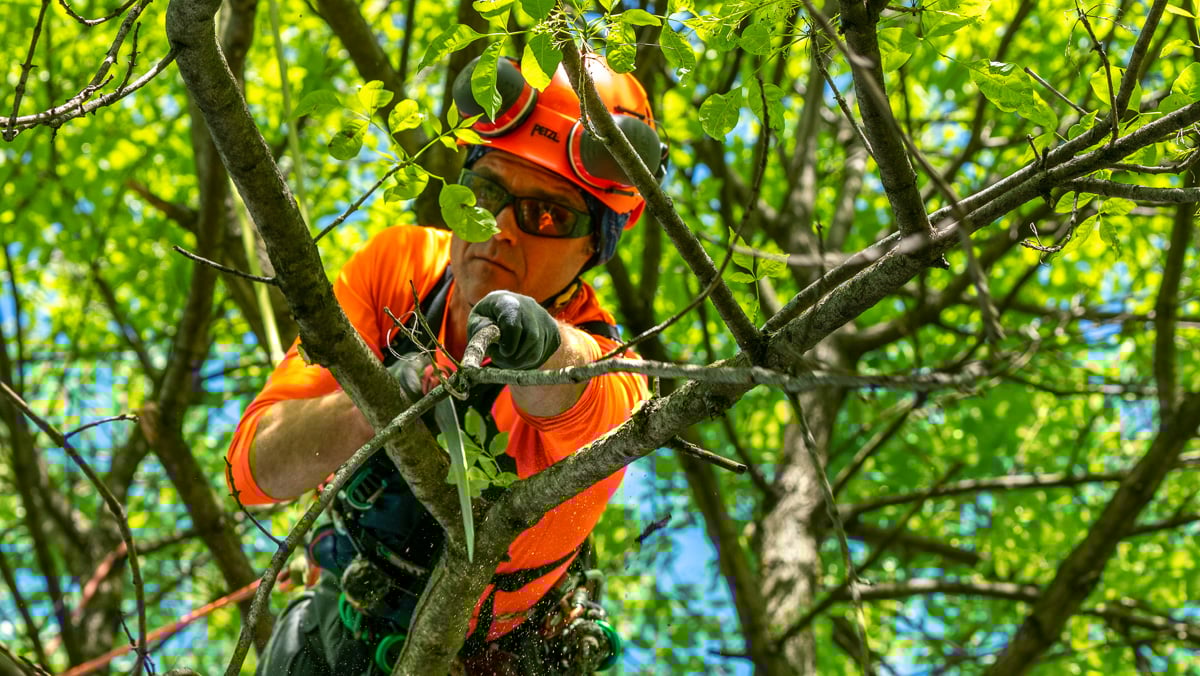 4 Tips for Choosing the Right Tree Care Company for Your Property