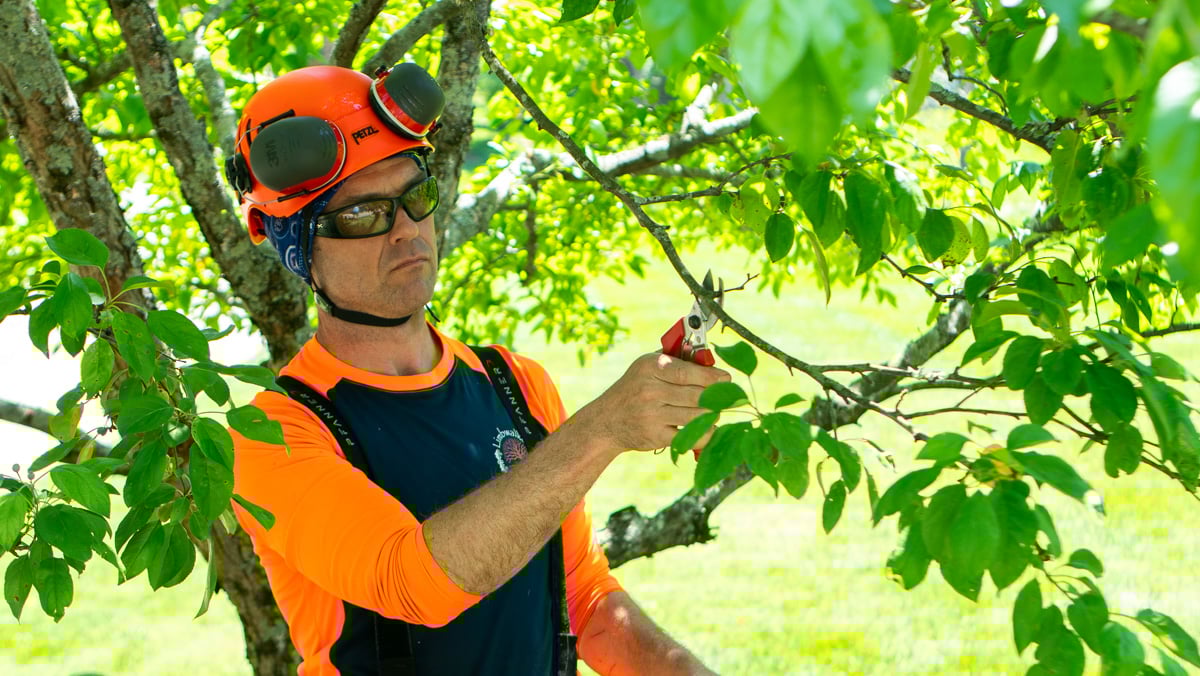 What Are the Benefits of Pruning Your Trees and How Often Should It Be ...