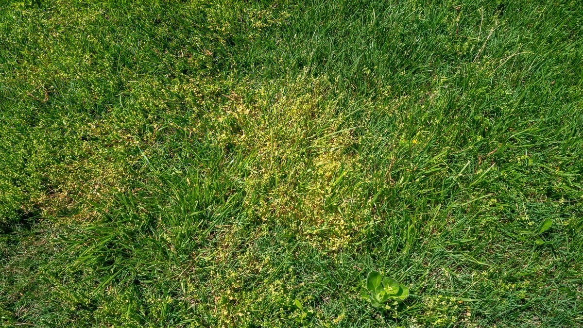 How Power Seeding Can Revitalize Your Lawn