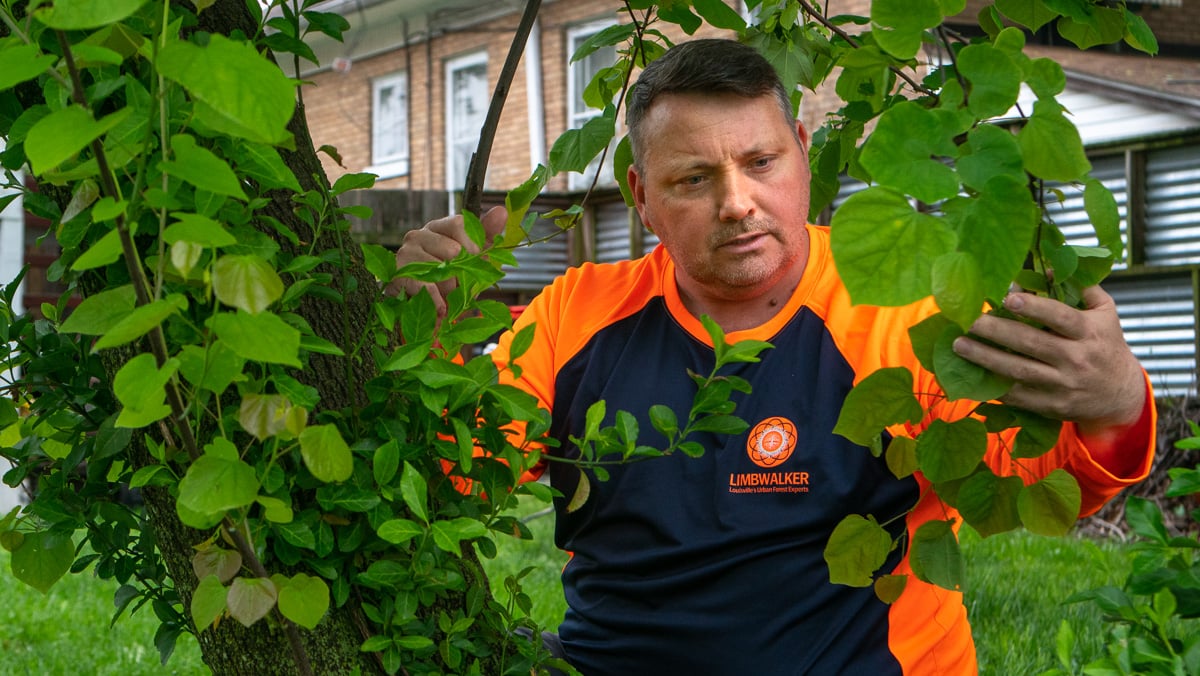 Spider Mites on Trees and Shrubs: What You Need to Know