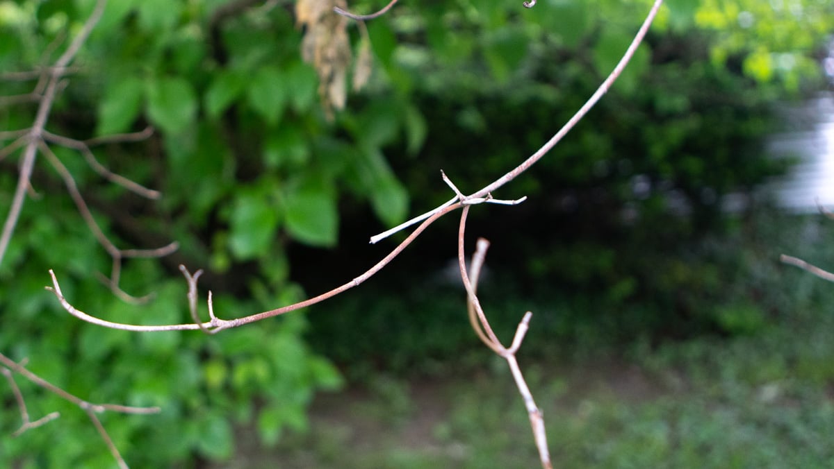 5 Reasons Why Removing Diseased Trees is Crucial for Your Landscape