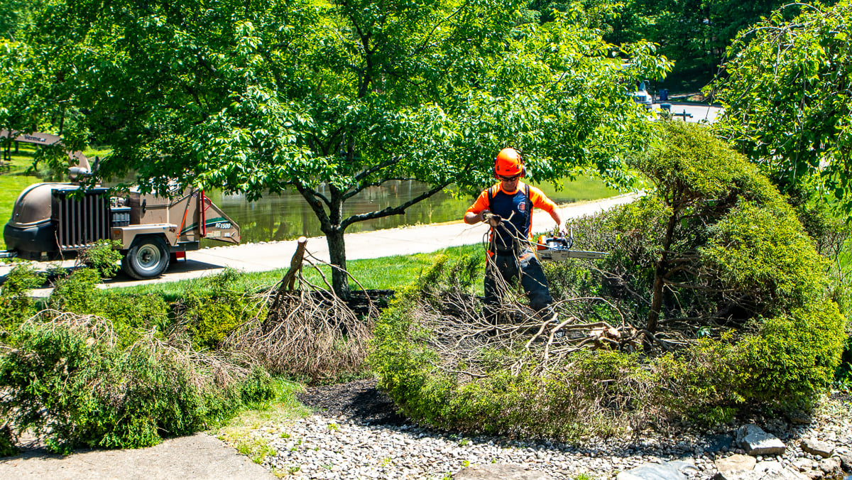5 Reasons Why Removing Diseased Trees is Crucial for Your Landscape
