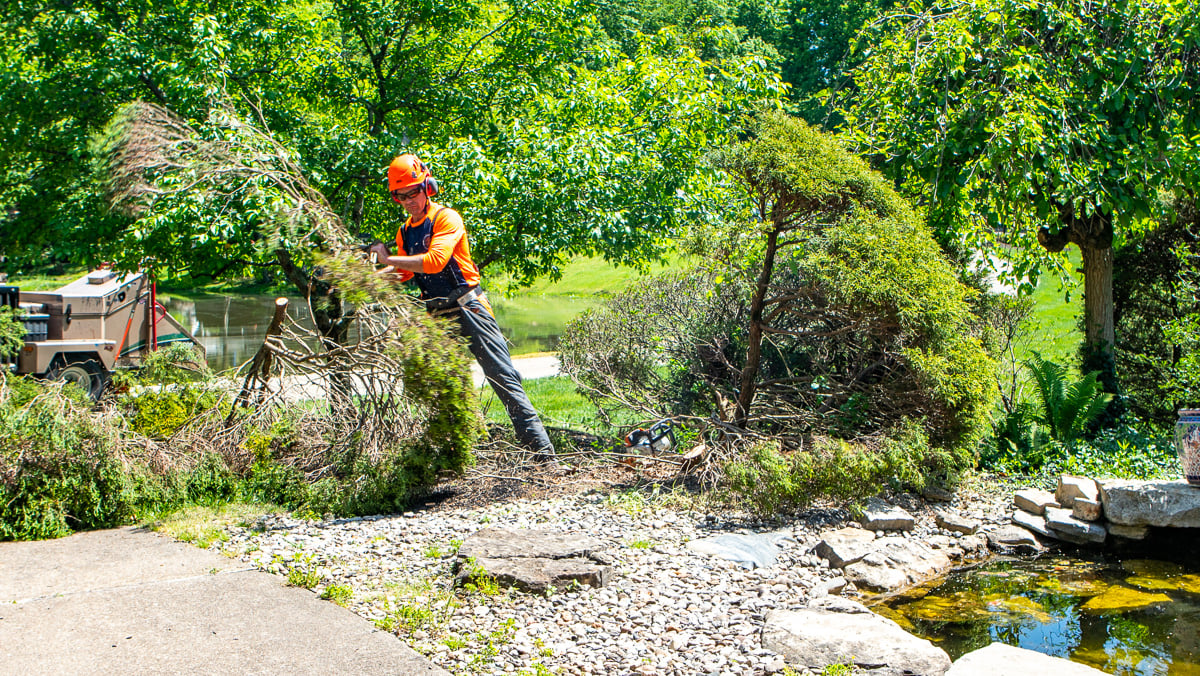 3 Health Benefits of Regular Tree Pruning