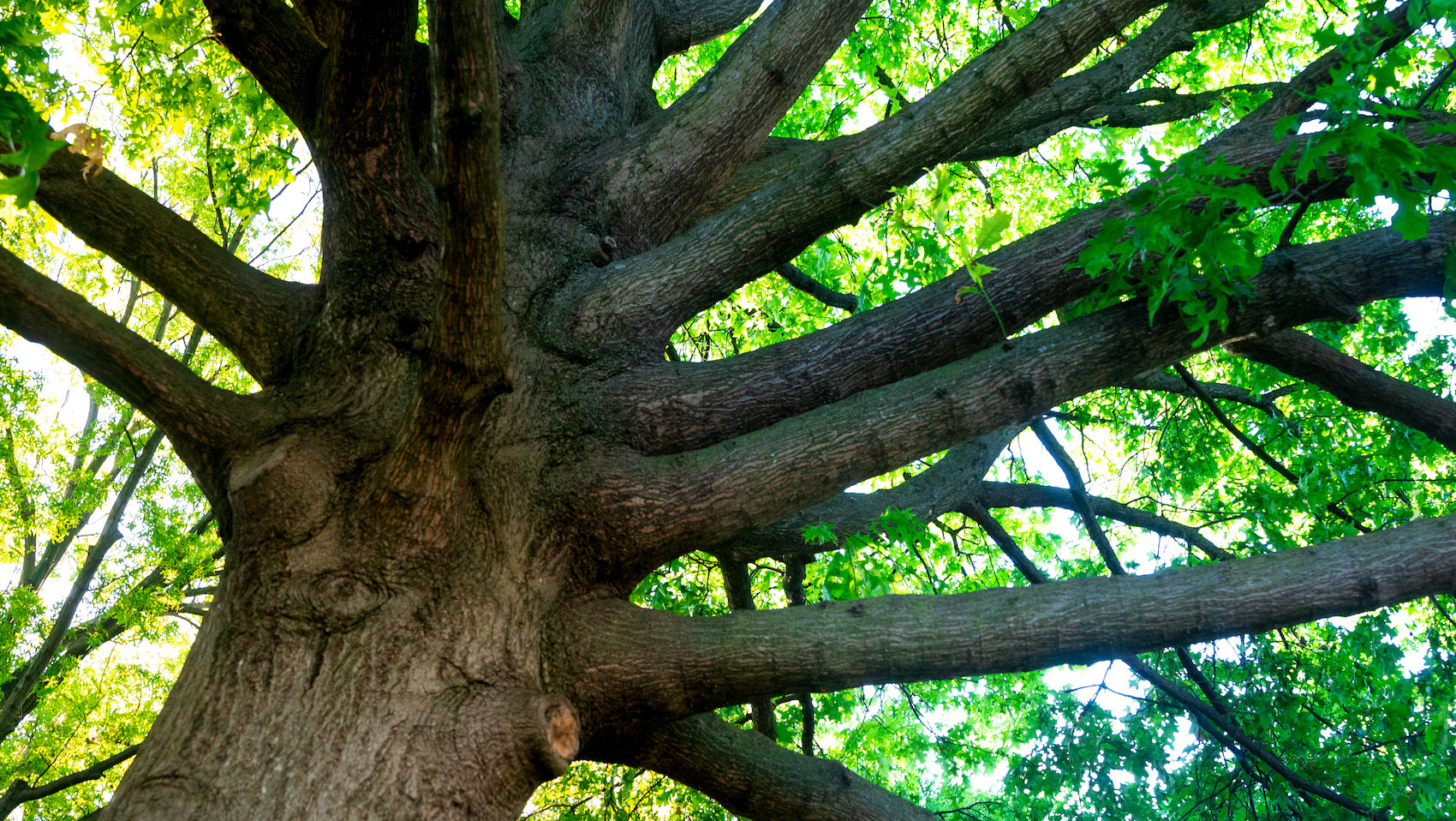 Tree Root Damage: Causes, Prevention, and What to Do