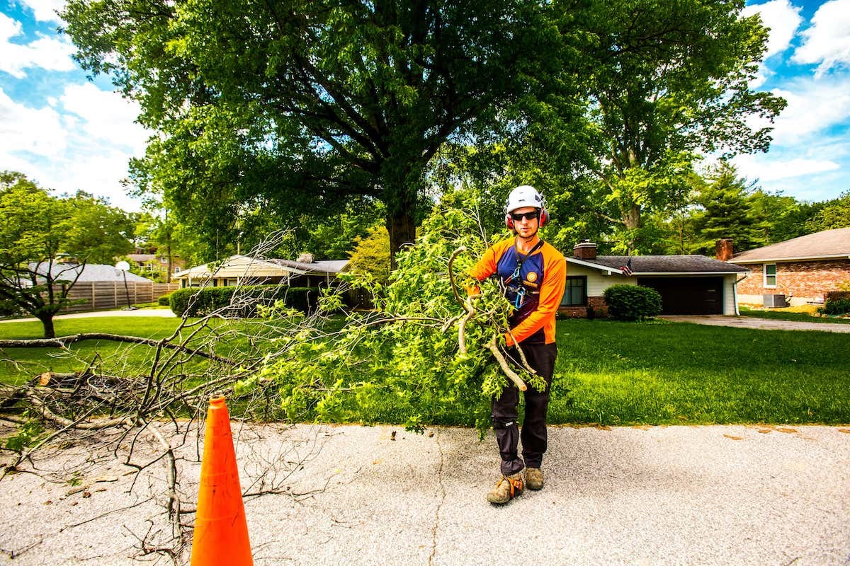 5 Signs You Need to Remove a Tree