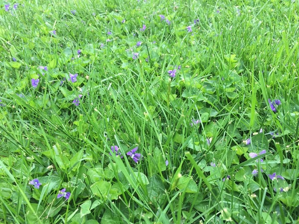 5 Most Invasive Weeds in Kentucky and How to Get Rid of Them