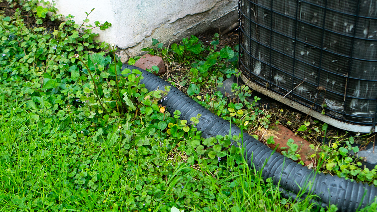 Weed Control in Louisville | Lawn Care | Limbwalker